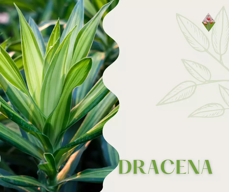 Dracena - Guida Completa | Vivaio Firenze